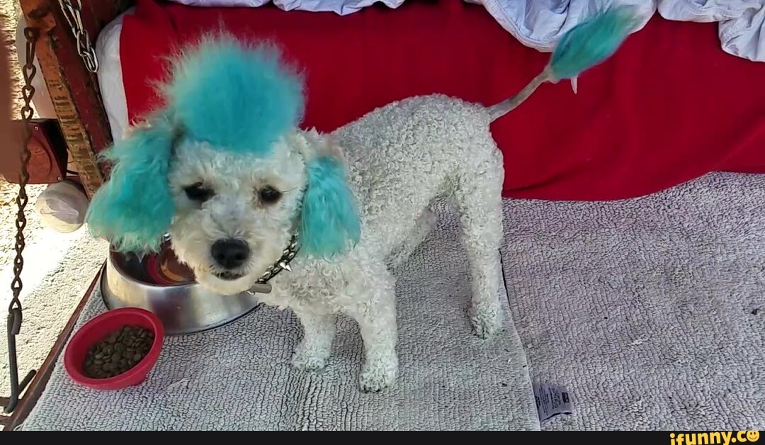 Noodle the Punk Rock Poodle! - iFunny