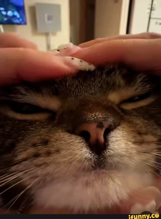 Borger memes. Best Collection of funny Borger pictures on iFunny