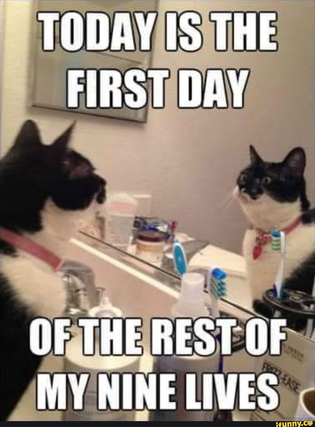 TODAY THE FIRST DAY OF THE REST OF MY NINE LIVES - iFunny