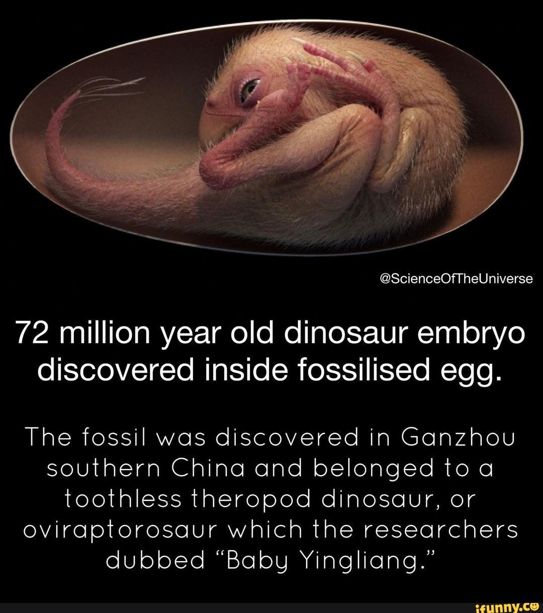 @ScienceOfTheUniverse 72 million year old dinosaur embryo discovered ...