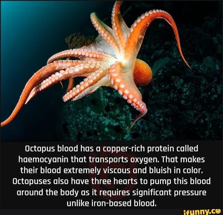 Octopus blood has a copper-rich protein called haemocyanin that ...