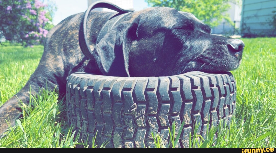 Cane_corso memes. Best Collection of funny Cane_corso pictures on iFunny