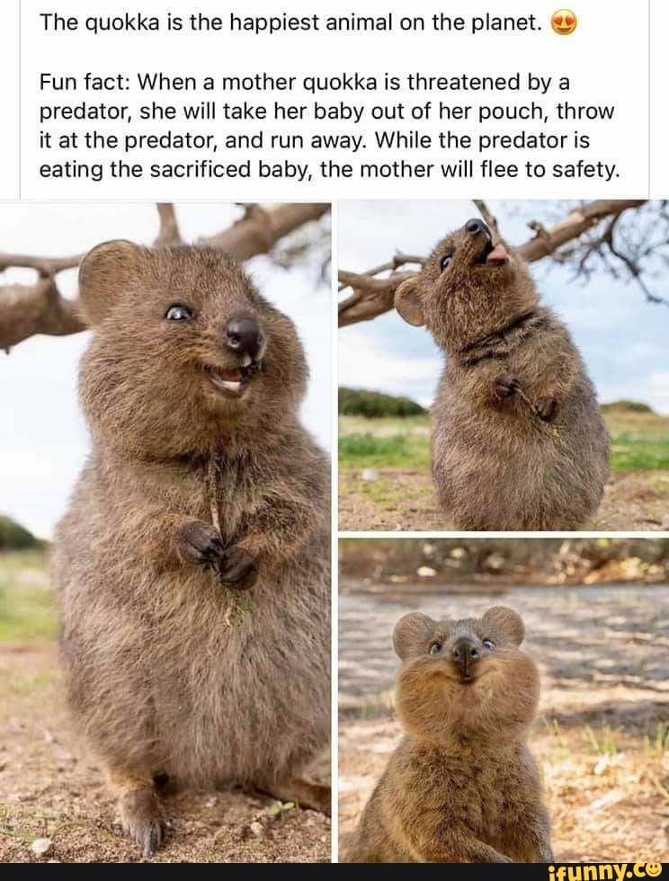 The quokka is the happiest animal on the planet. Fun fact: When a ...
