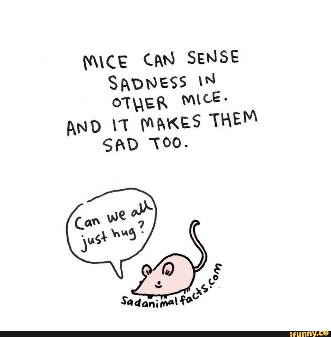 MICE CAN SENSE SADNESS IN OTHER MICE: AND IT MAKES THEM SAD TOO. - iFunny