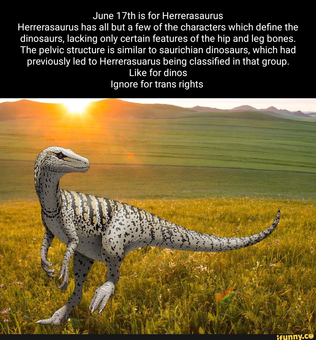 Pelvic memes. Best Collection of funny Pelvic pictures on iFunny