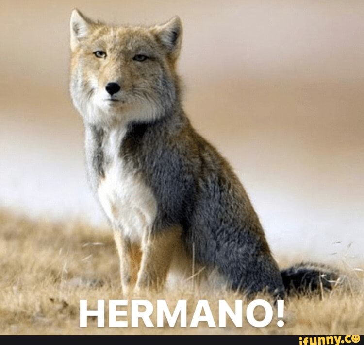 Tibetanfox memes. Best Collection of funny Tibetanfox pictures on iFunny