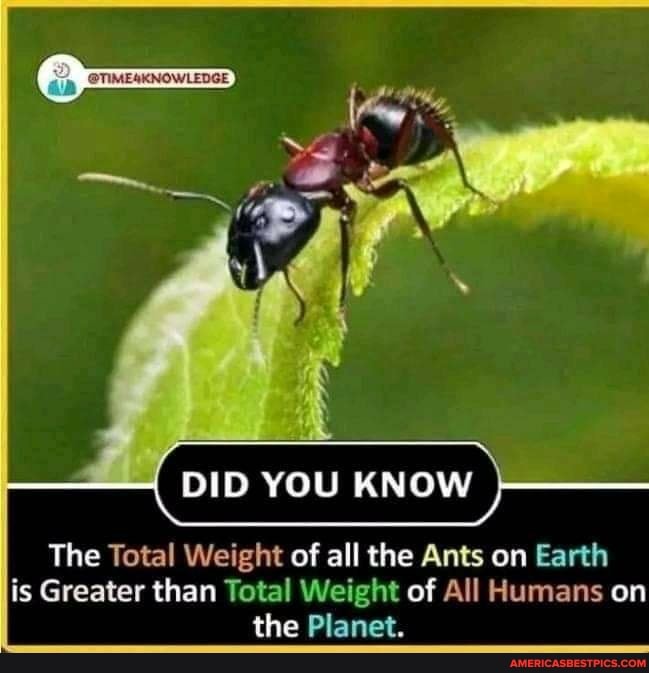 DID YOU KNOW The Total Weight of all the Ants on Earth is Greater than ...