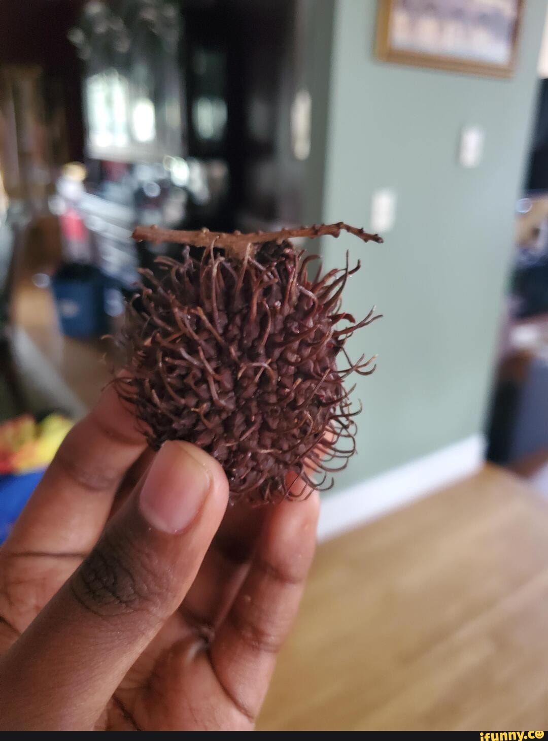 Rambutan memes. Best Collection of funny Rambutan pictures on iFunny