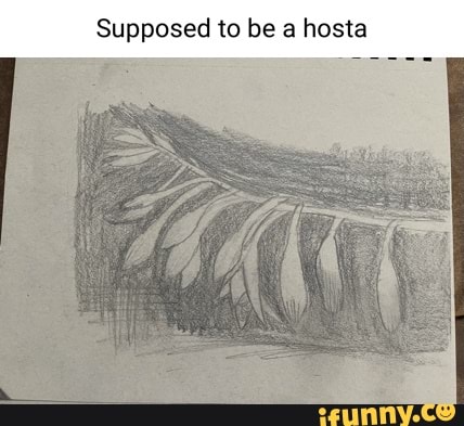 Hosta memes. Best Collection of funny Hosta pictures on iFunny