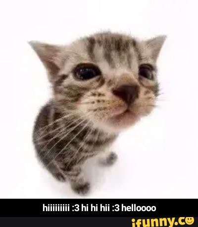 Hiiiiiiiii memes. Best Collection of funny Hiiiiiiiii pictures on iFunny