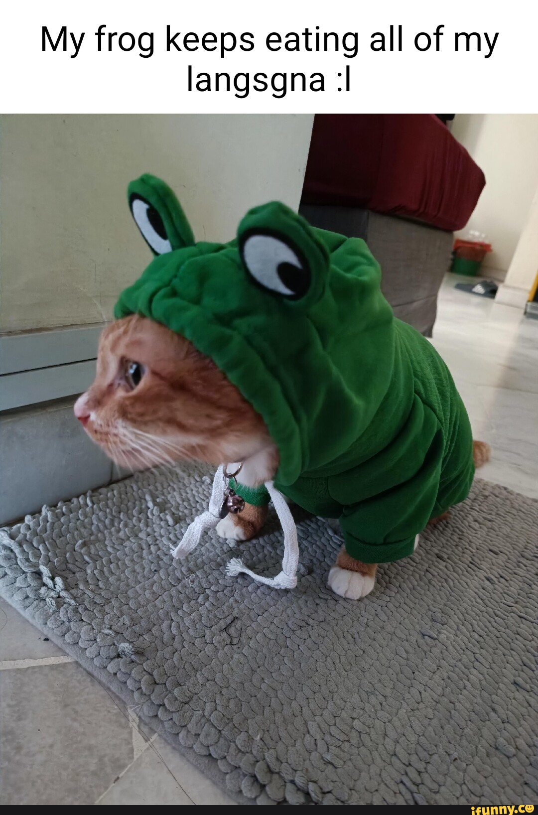 My frog keeps eating all of my langsgna - iFunny