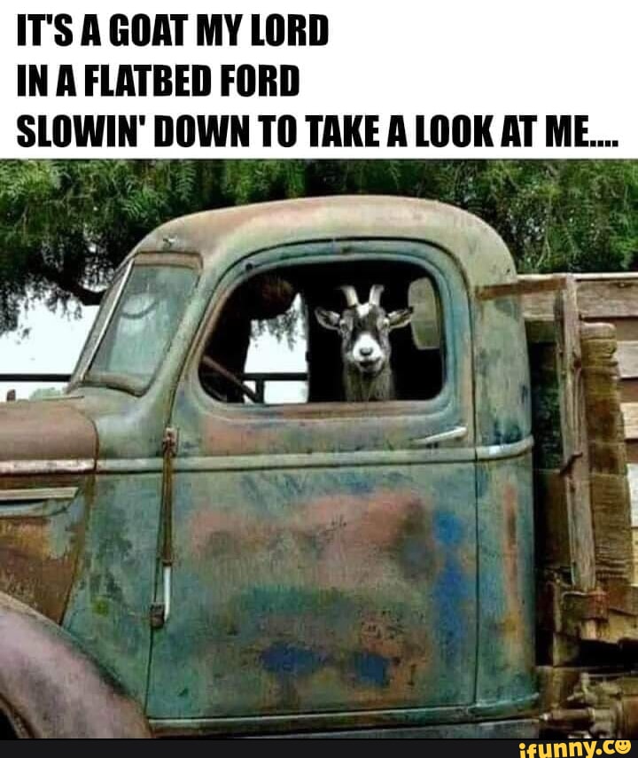 IT'S A GOAT MY LORD IN AFLATBED FORD SLOWIN' DOWN TO TAKE A LOOK AT ME ...