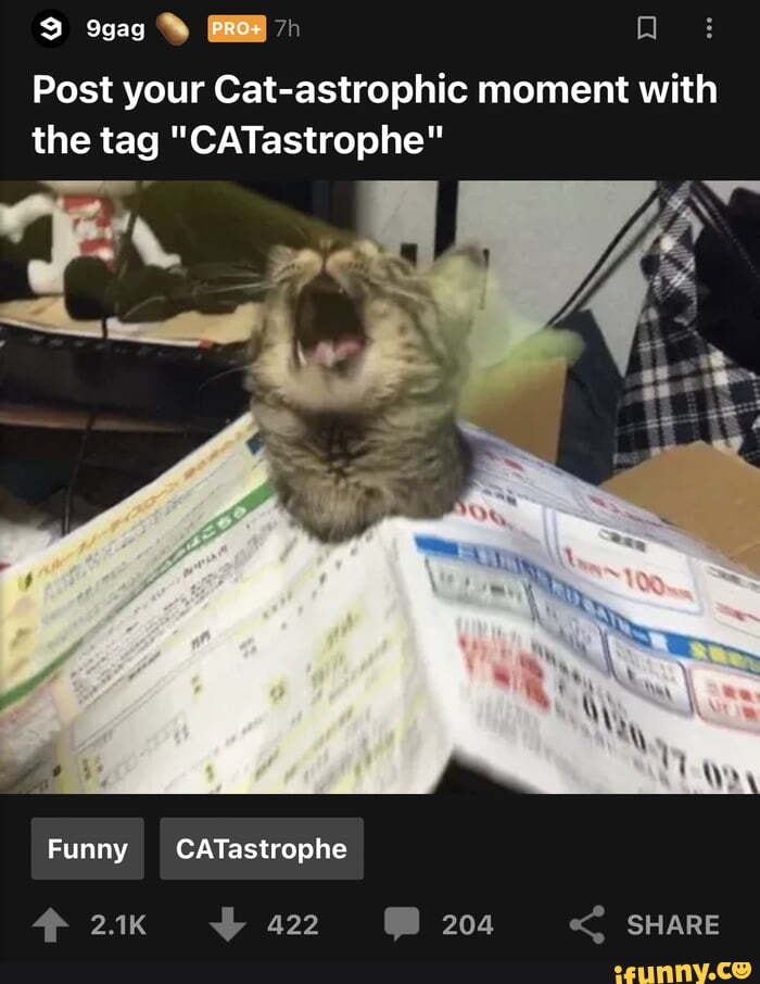 %gag Post your Cat-astrophic moment with the tag "CATastrophe" Funny ...