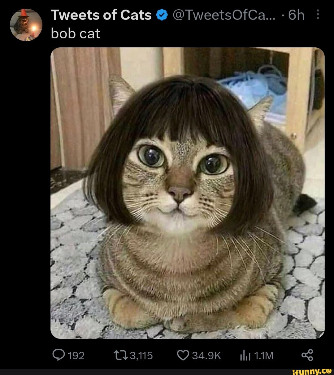 Cat Joey Jordison