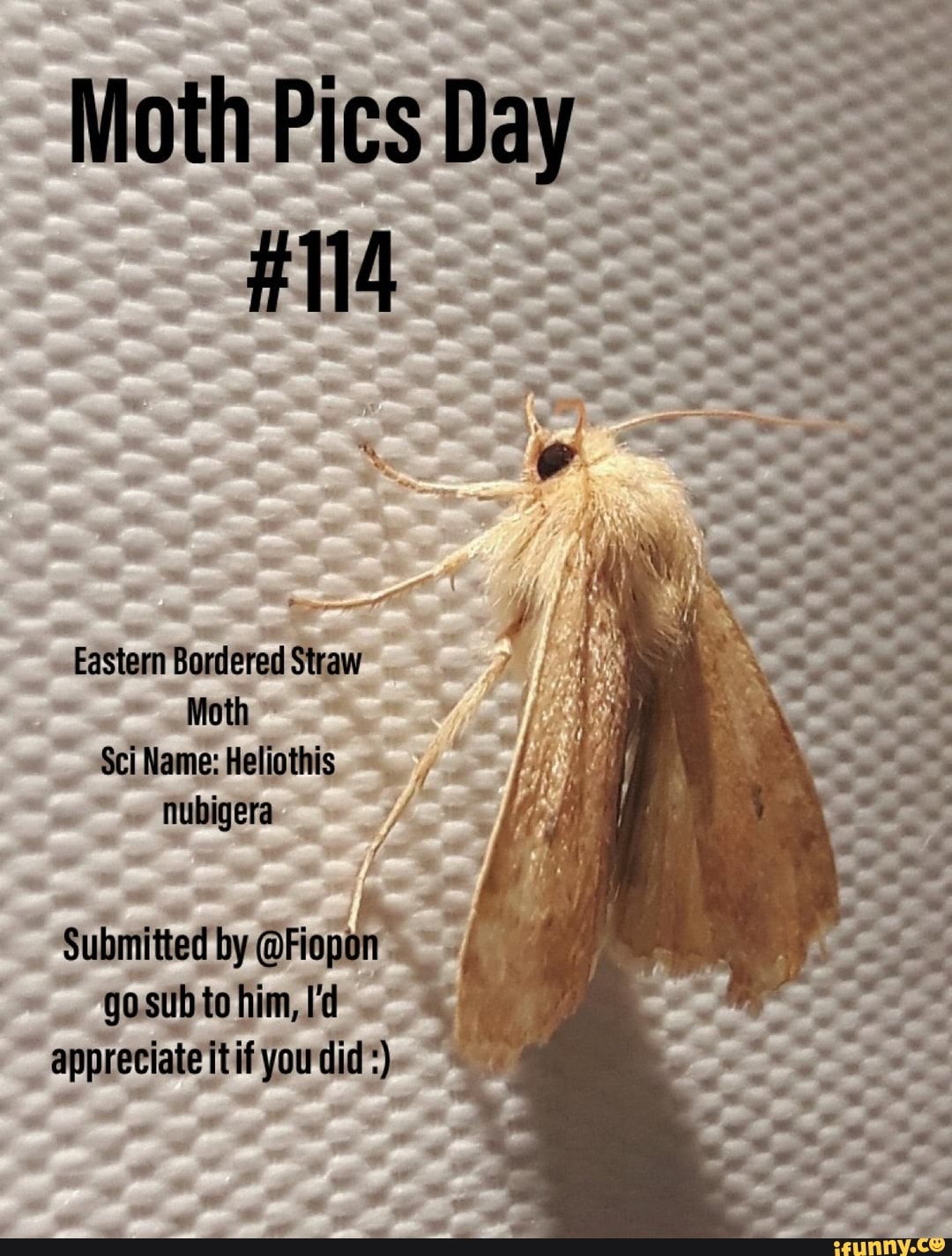 Seeueweeeeeteee eeeee Moth: Pies Eastern Bordered Straw Sel go ubto him ...