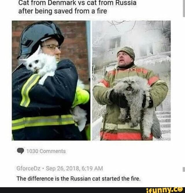 Cat from Denmark vs cat from Russia after being saved from a ﬁre The ...