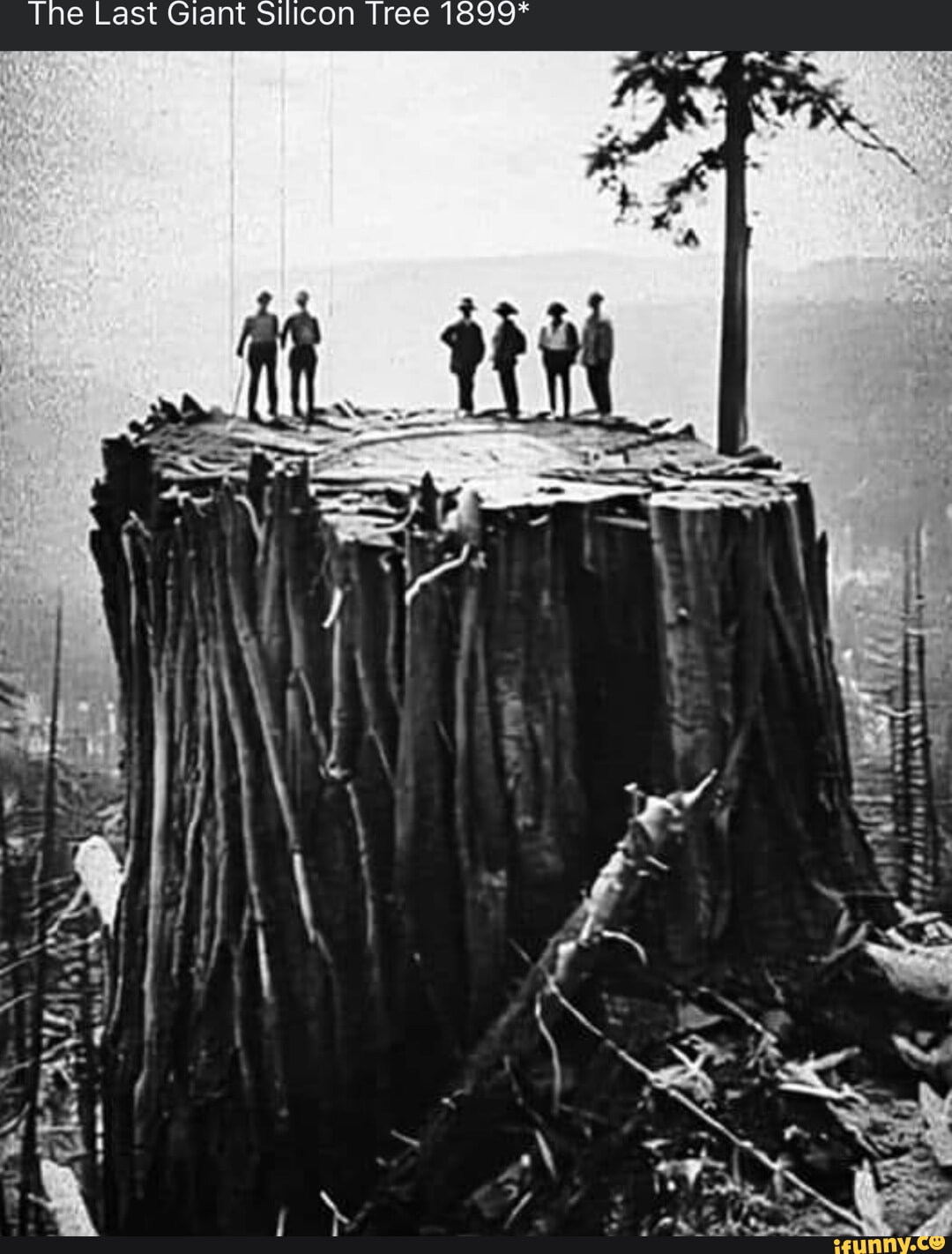 The Last Giant silicon Tree 1899* I - iFunny