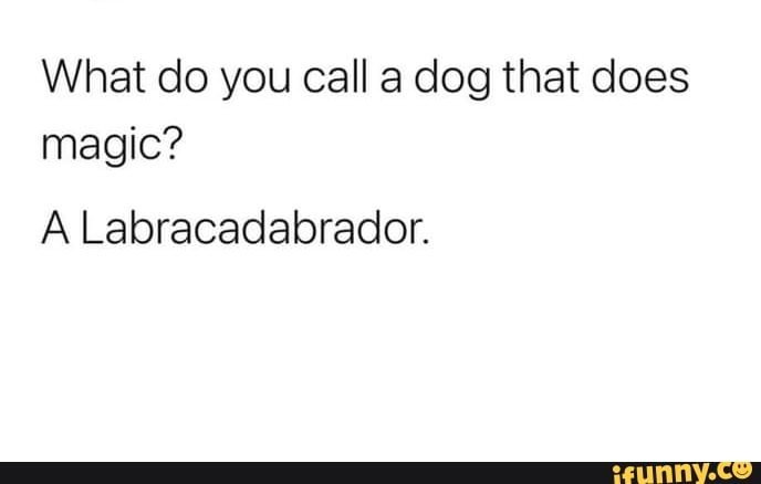 Labracadabrador memes. Best Collection of funny Labracadabrador ...
