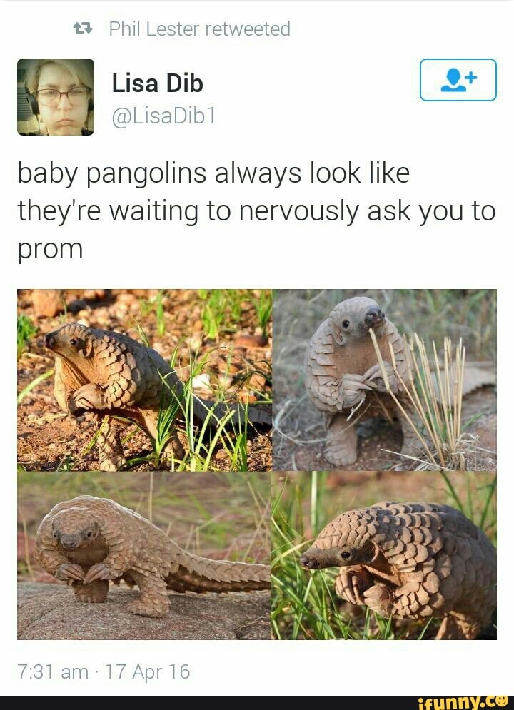 Baby pangolins always look like they're waiting to nervously ask you to ...
