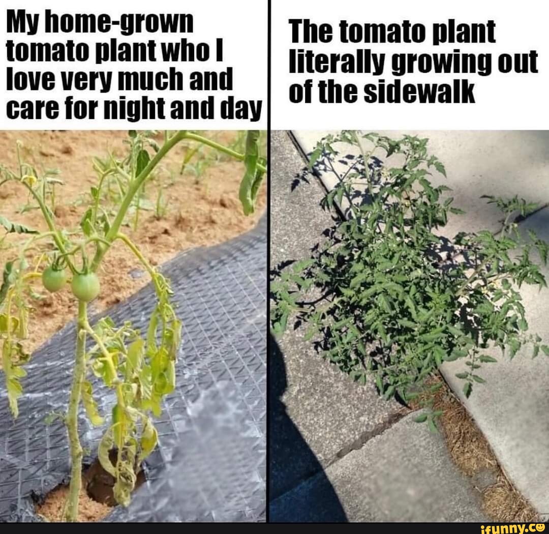 My home-grown The tomato plant tomato plantwhol I literally growing out ...