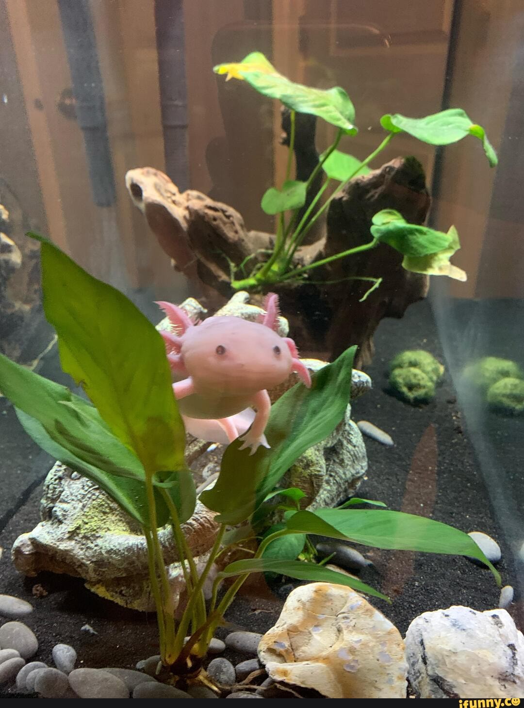 Axie memes. Best Collection of funny Axie pictures on iFunny