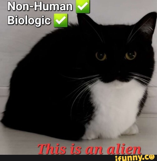 Video memes BoJh2BAuA by Msbhaving_KiFC - iFunny