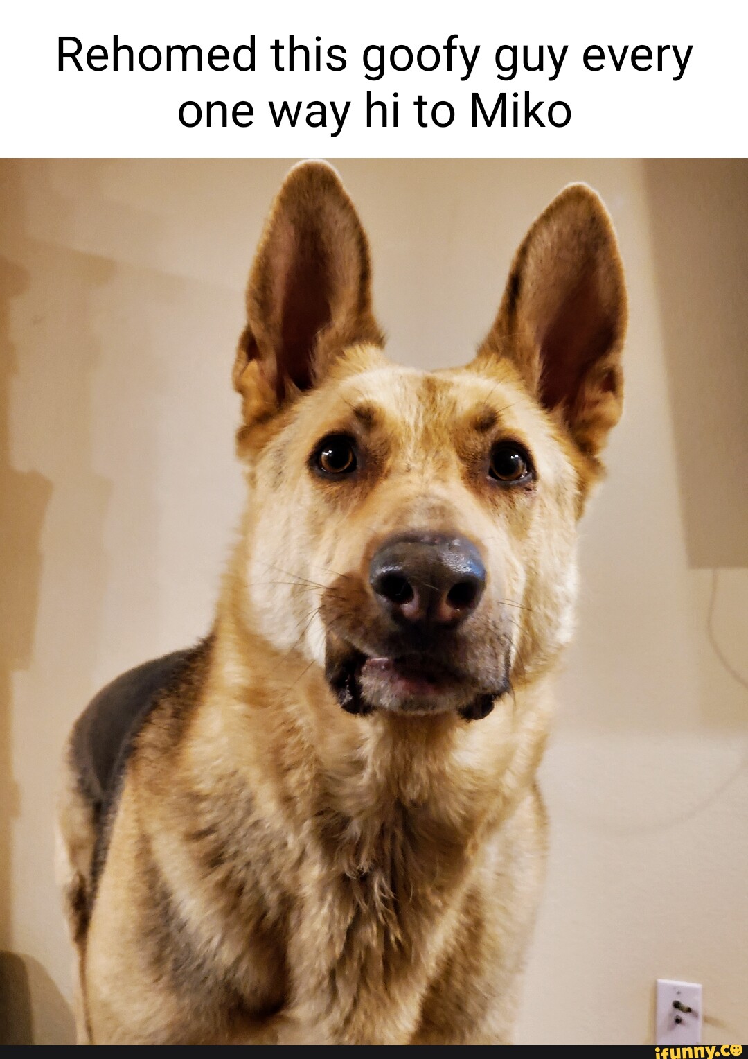 Goffy memes. Best Collection of funny Goffy pictures on iFunny