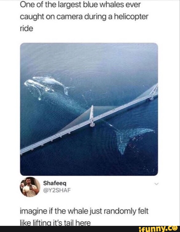 One of the largest blue whales ever caught on camera during a ...