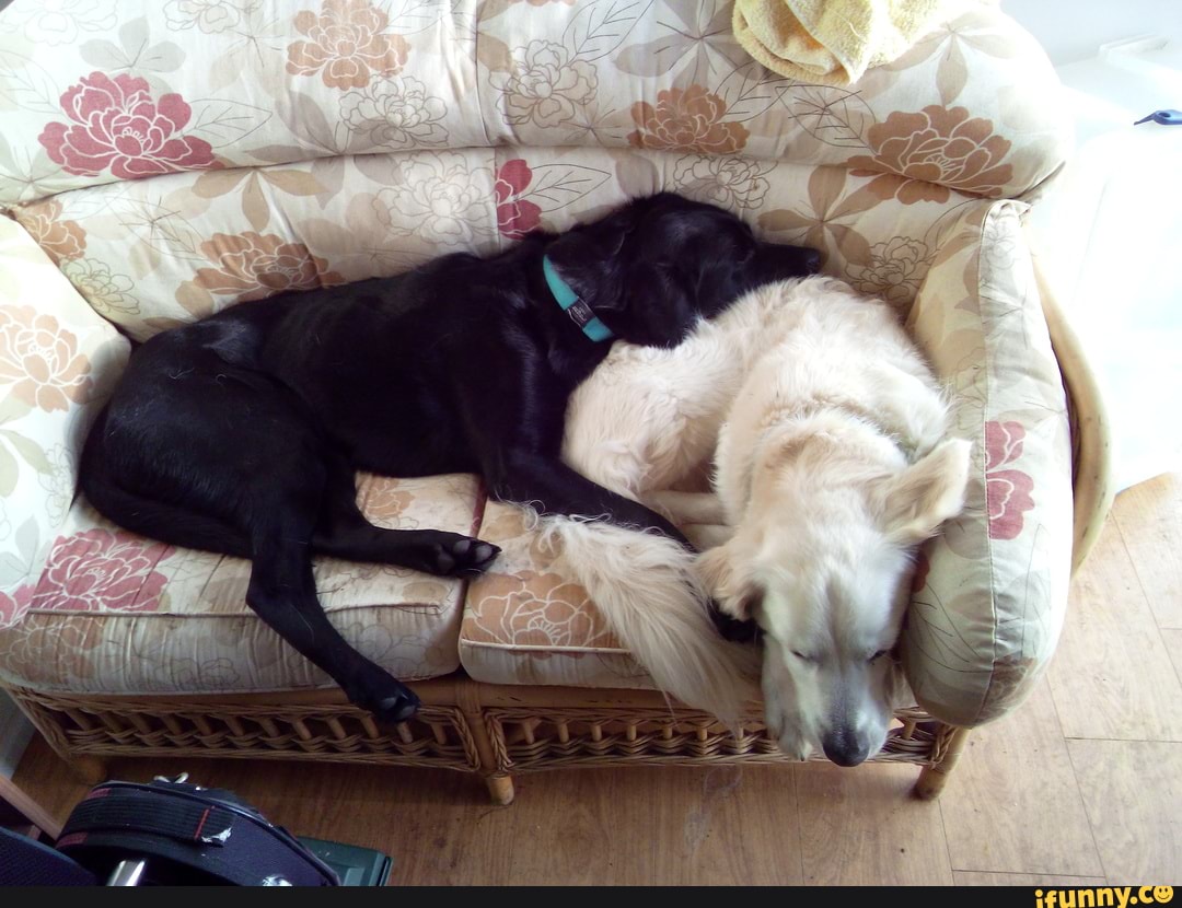 Boop_the_snoots memes. Best Collection of funny Boop_the_snoots ...