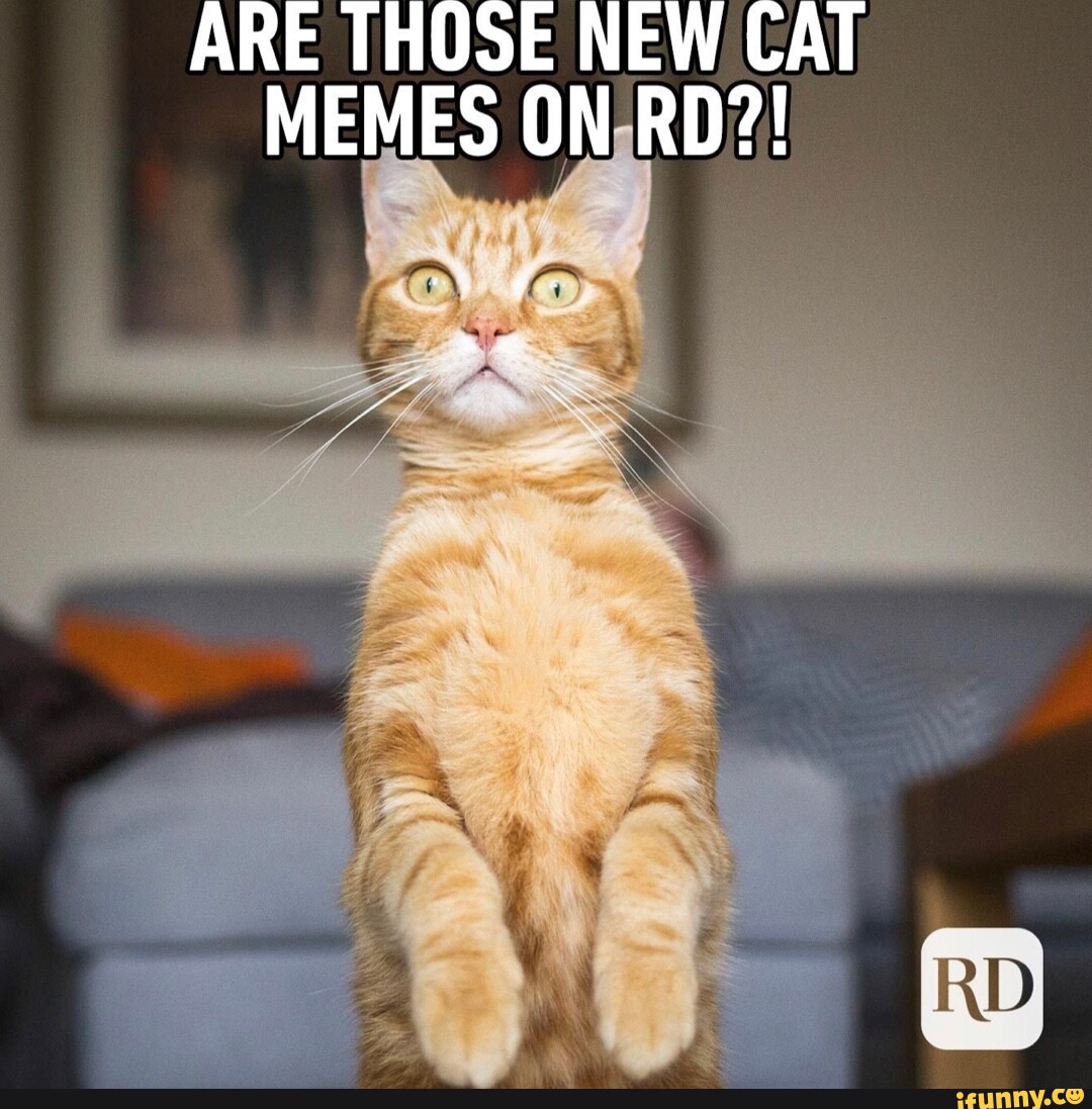 ARE THOSE NEW CAT MEMES ON RD?! - iFunny