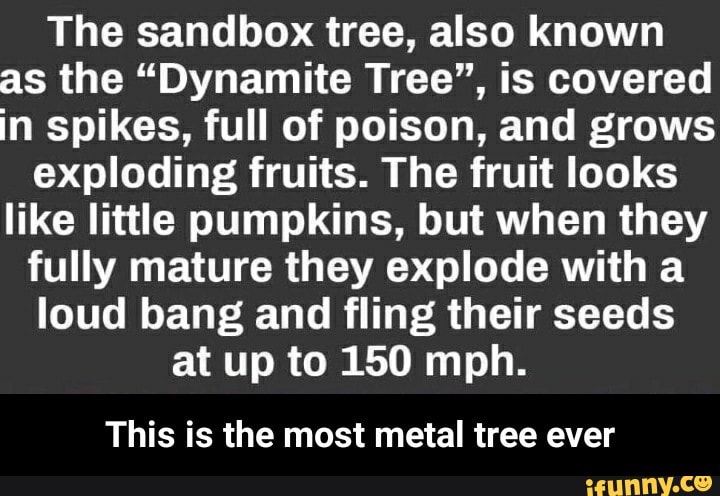 The sandbox tree, also known as the “Dynamite Tree”, is covered in ...