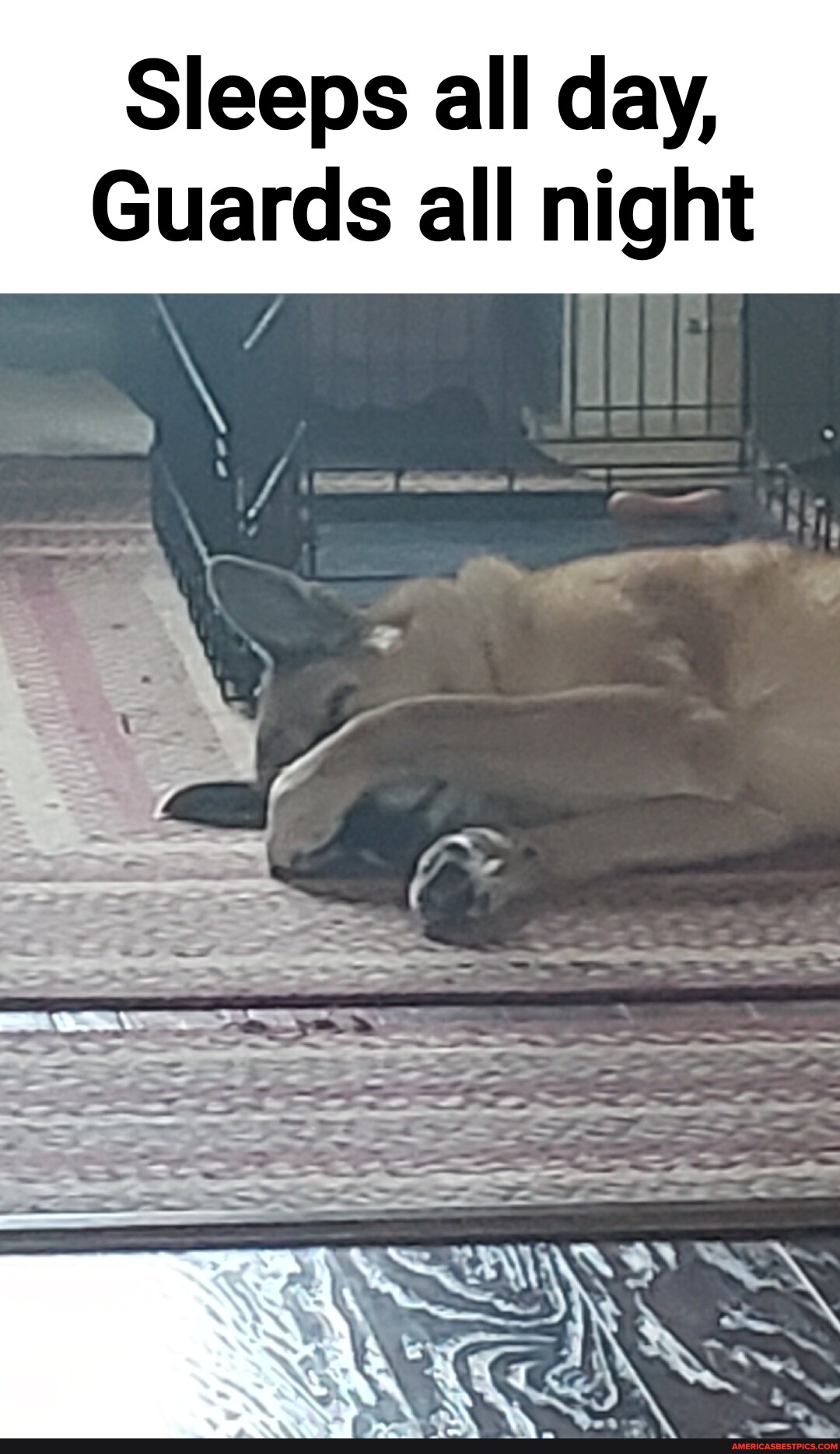 Sleeps all day, Guards all night - America’s best pics and videos