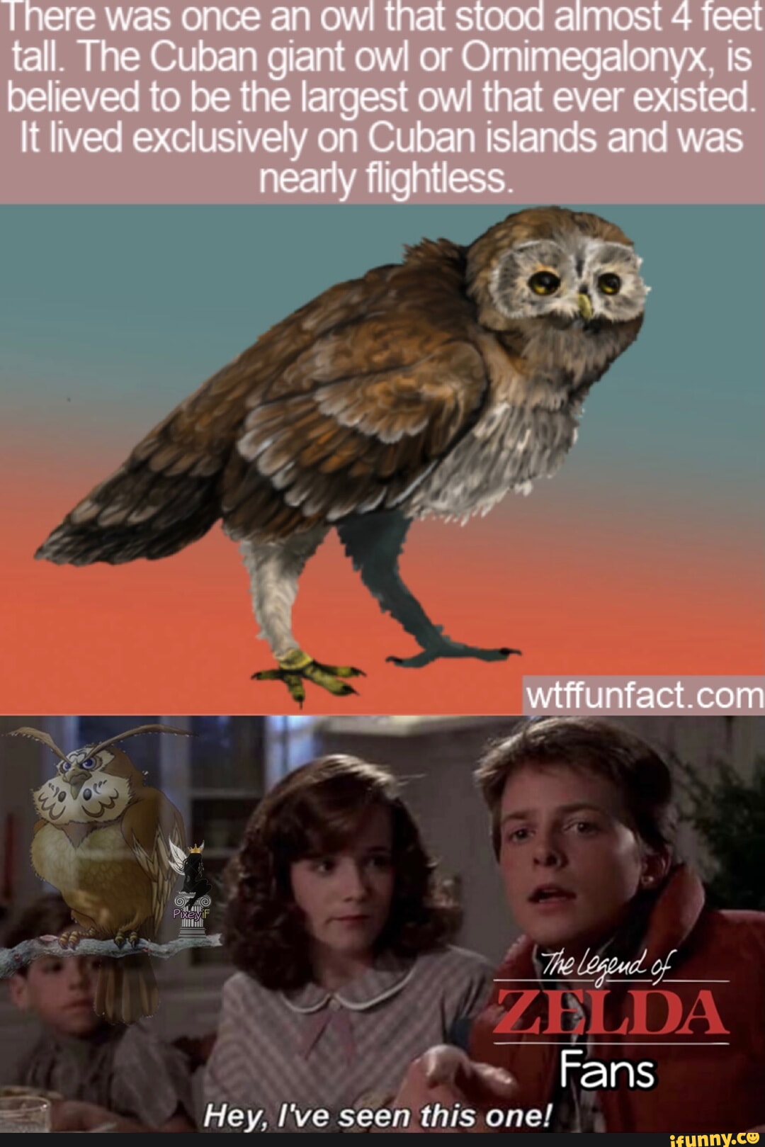 Ere was ONCE an owl Rat stood almost 4 feet tall. The Cuban giant owl ...