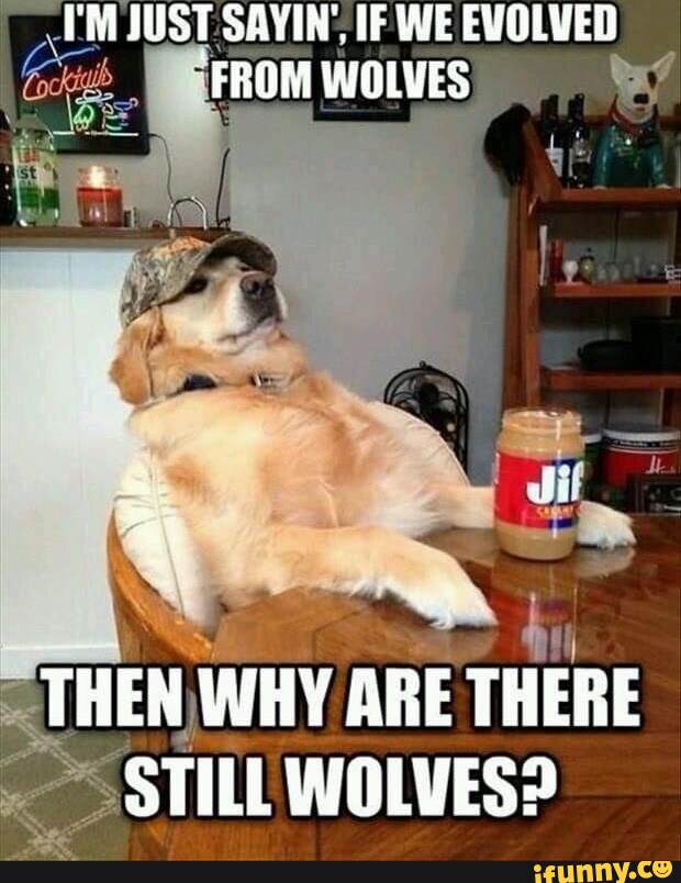 JUST SAYIN', IF WE EVOLVED FROM WOLVES ES THEN WHY ARE THERE STILL ...