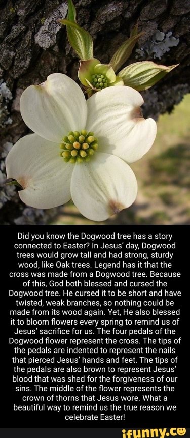 Did you know the Dogwood tree has a story connected to Easter? In Jesus ...