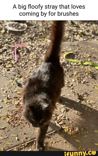 Floofy memes. Best Collection of funny Floofy pictures on iFunny