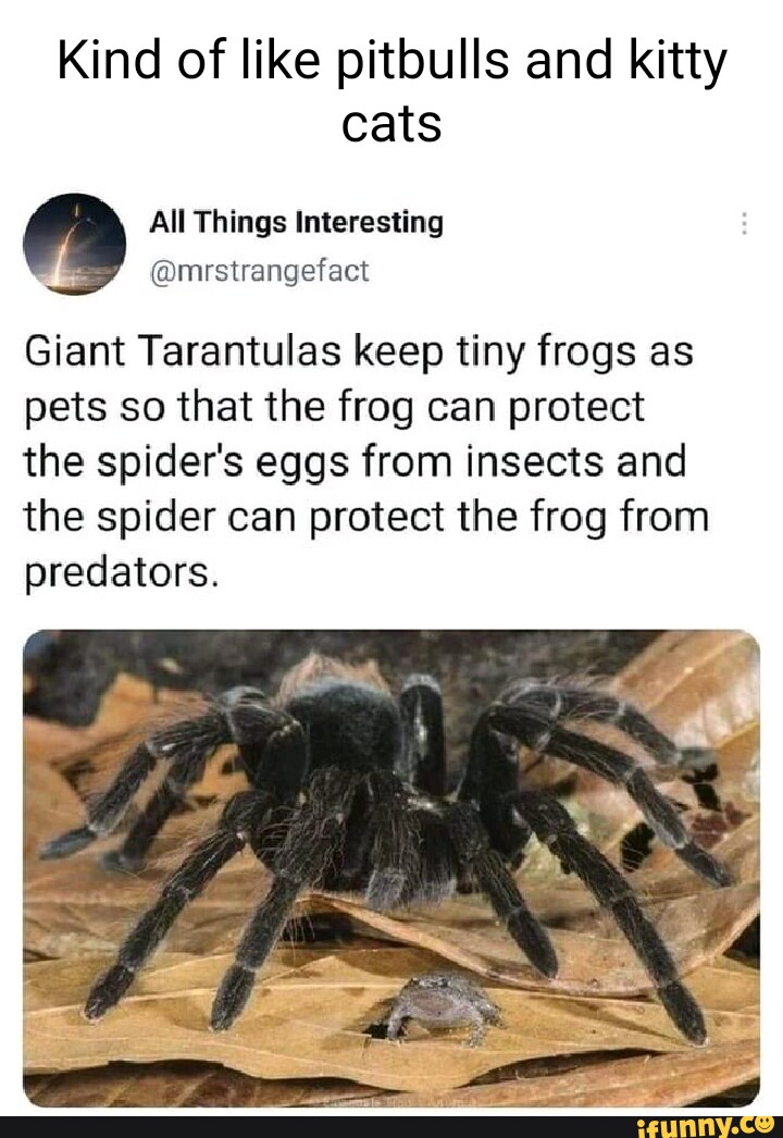 Kind of like pitbulls and kitty cats Giant Tarantulas keep tiny frogs ...