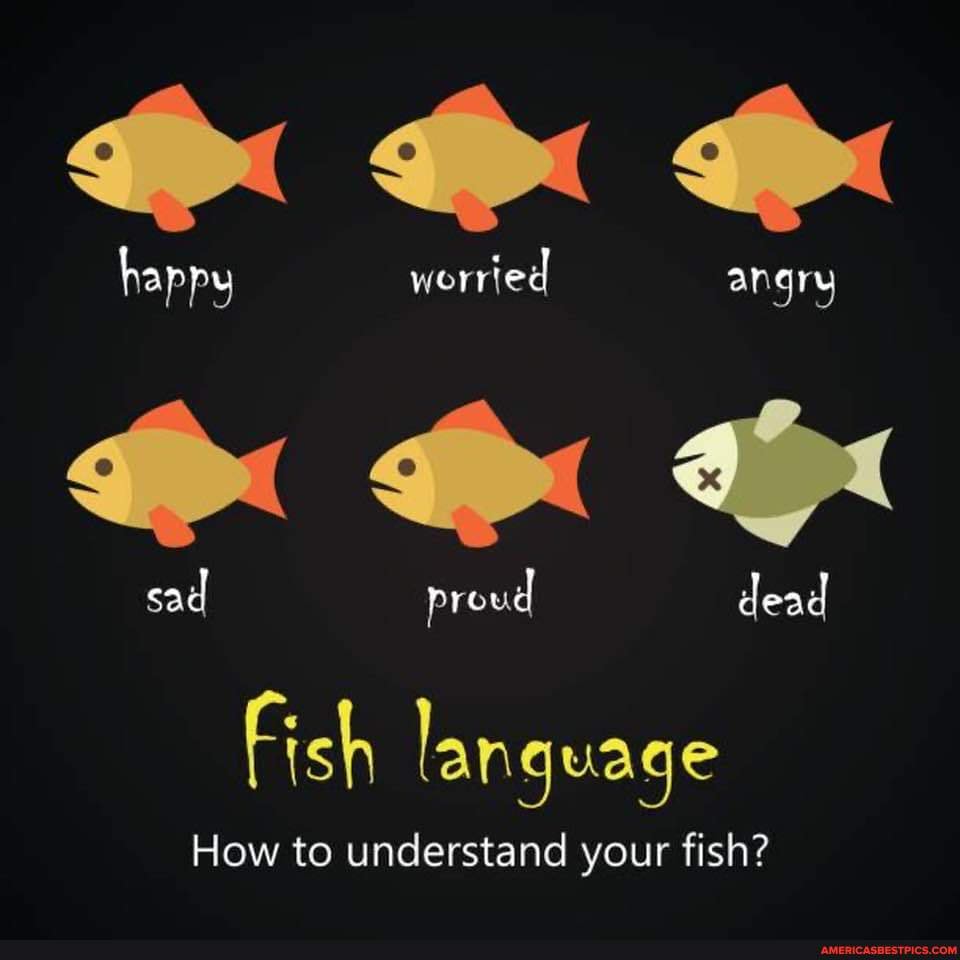 DD &e happy worried angry sad proud dead Fish language How to ...