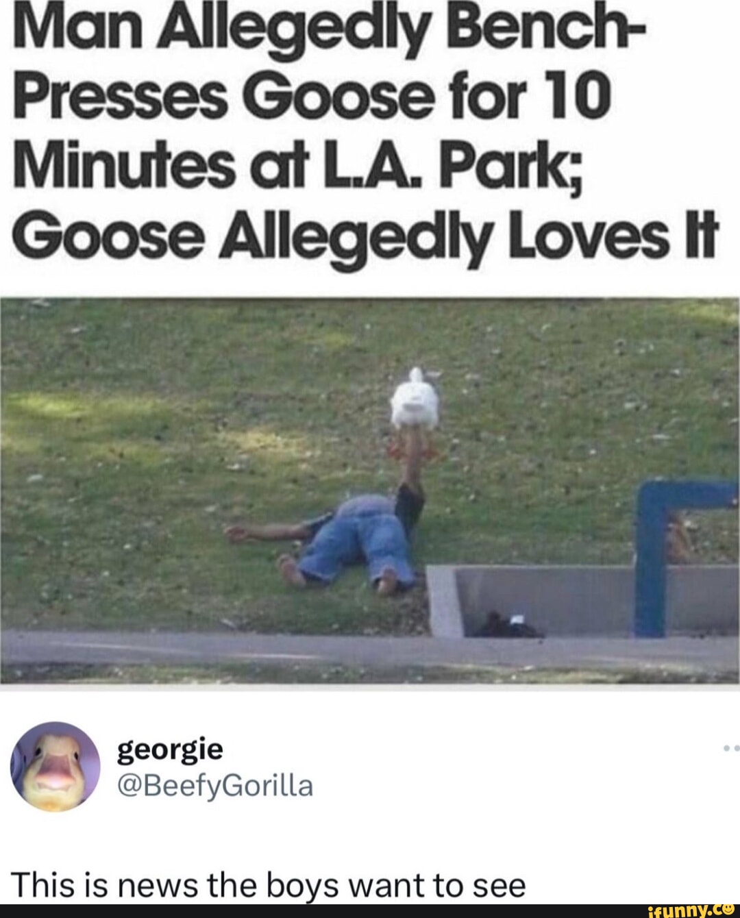 Goose memes. Best Collection of funny Goose pictures on iFunny