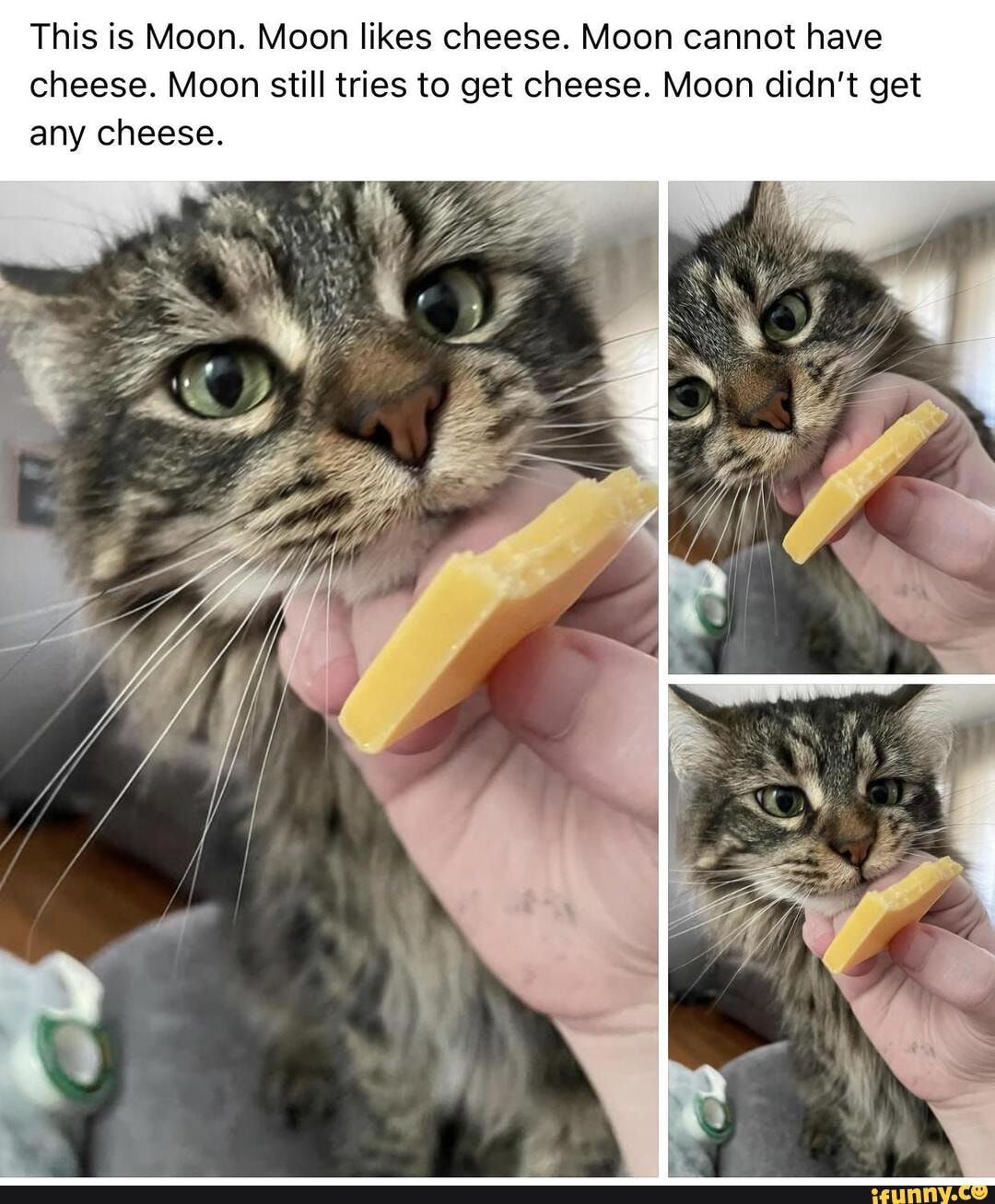 Funny Random Meme and Twitter Dump - This is Moon. Moon likes cheese ...