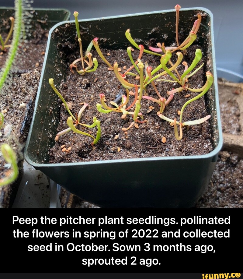 Sprouted memes. Best Collection of funny Sprouted pictures on iFunny