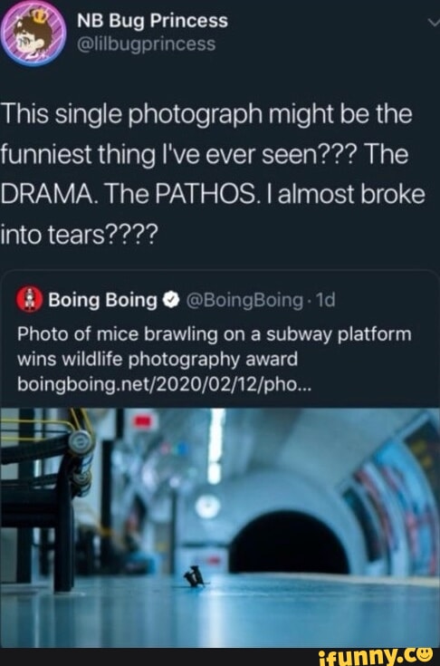 Bug Princess bugpr ncess This single photograph might be the funniest ...