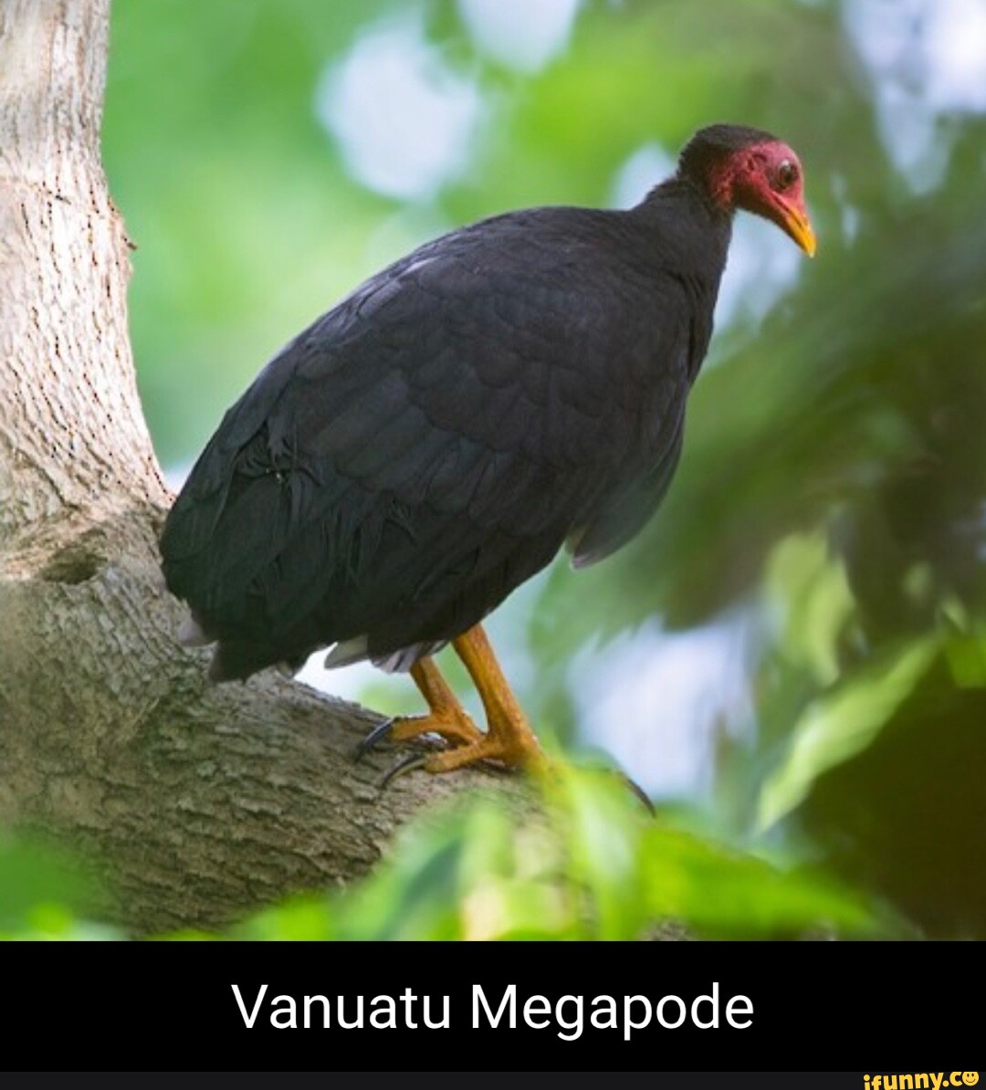 Megapodes memes. Best Collection of funny Megapodes pictures on iFunny