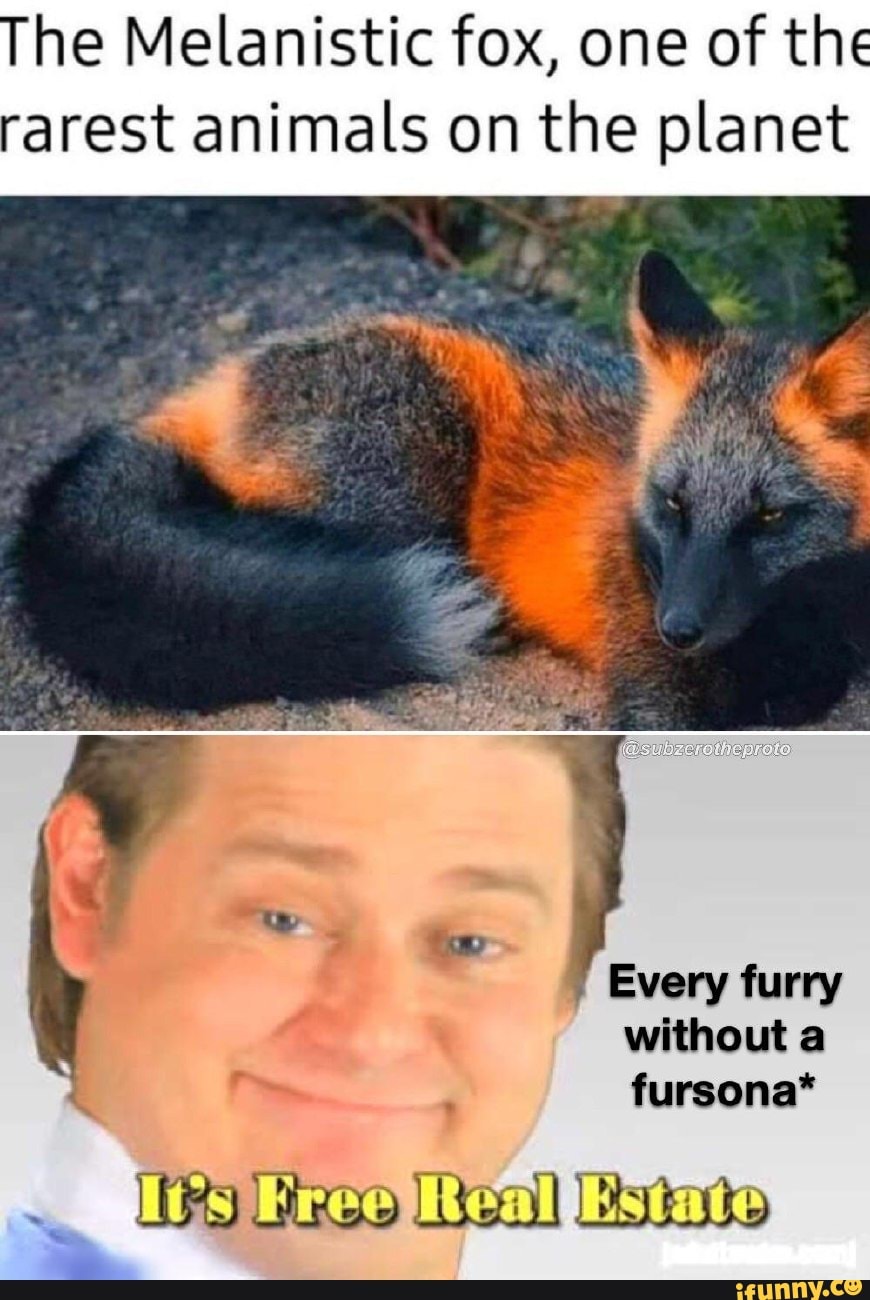 The Melanistic fox, one of the rarest animals on the planet Every furry ...