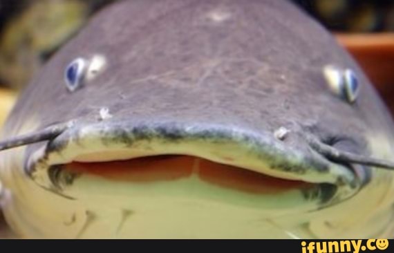 Selfie Catfish Animal Meme