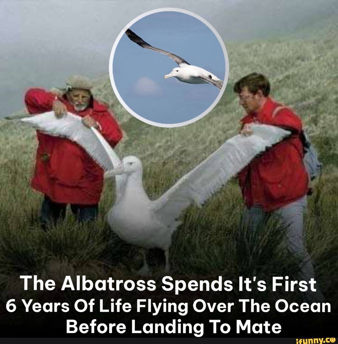 The Albatross Spends It's First 6 Years Of Life Flying Over The Ocean ...