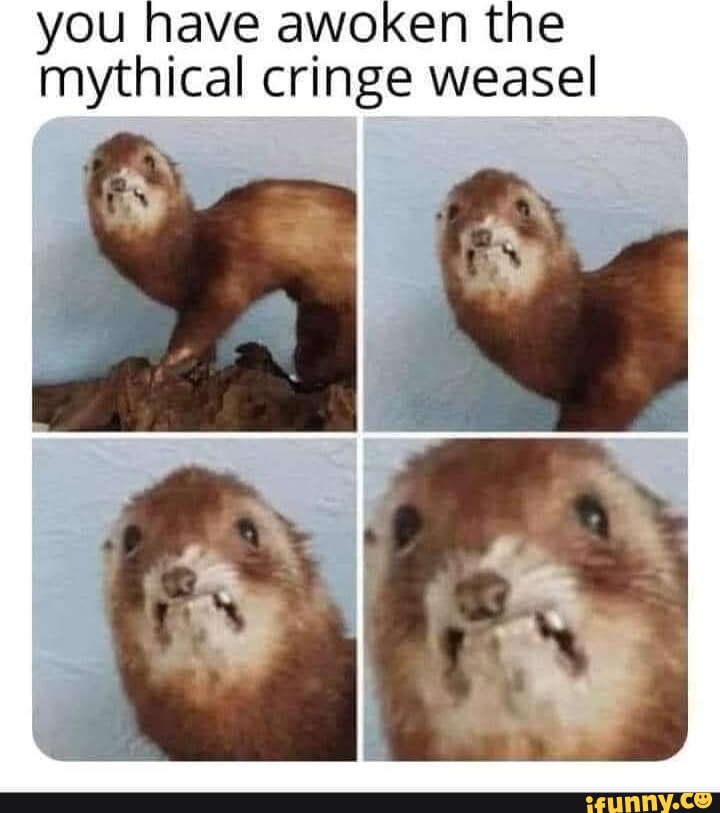Weasel memes. Best Collection of funny Weasel pictures on iFunny