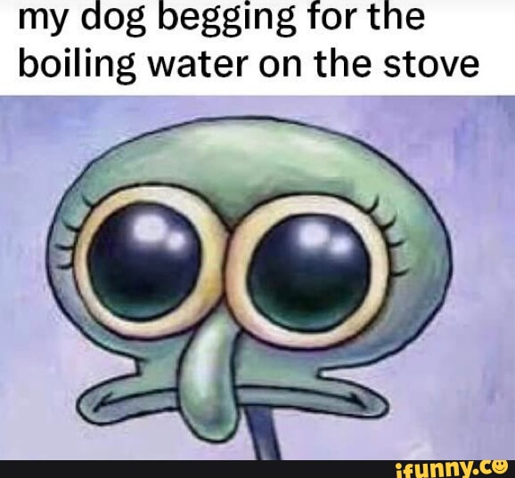 My dog begging for the boiling water on the stove - iFunny