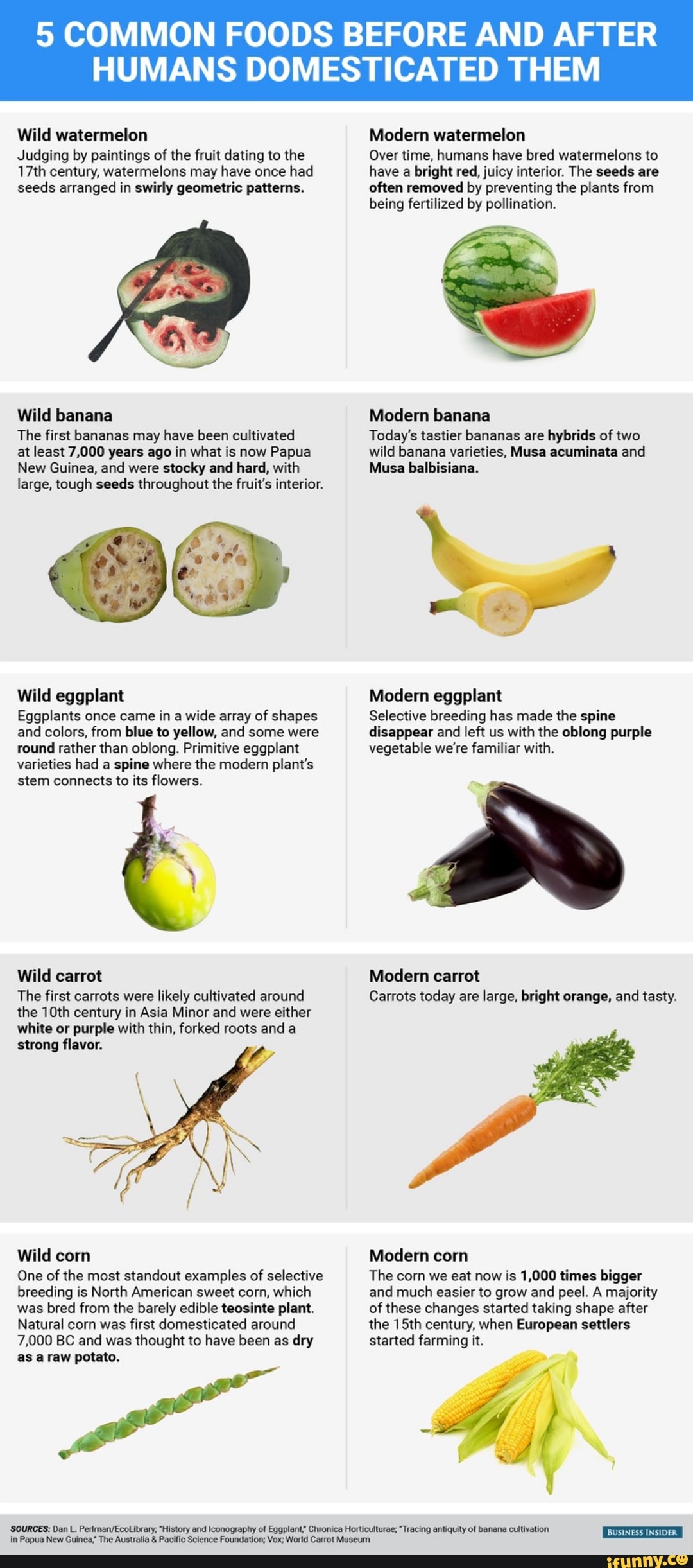 5 COMMON FOODS BEFORE AND AFTER HUMANS DOMESTICATED THEM Wild ...