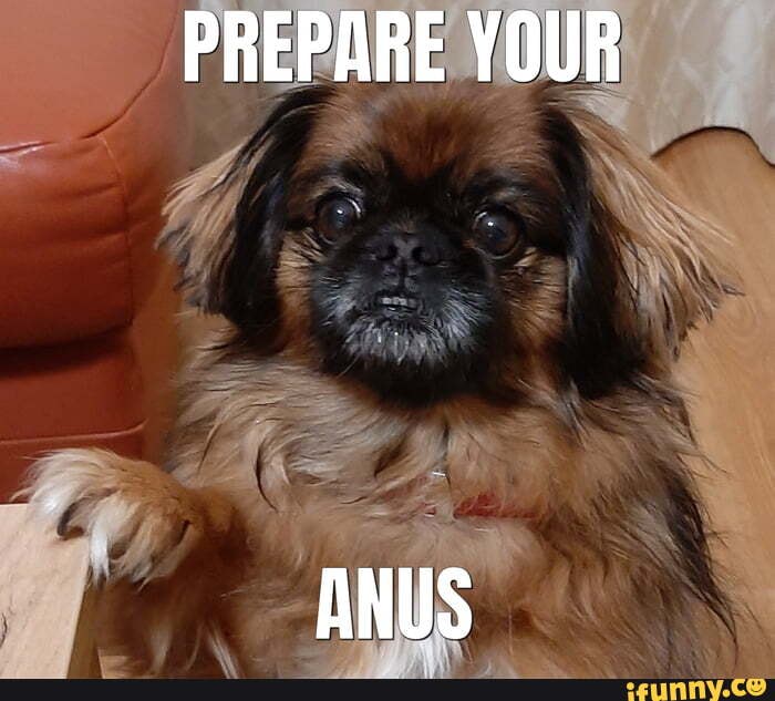 Pekingese memes. Best Collection of funny Pekingese pictures on iFunny